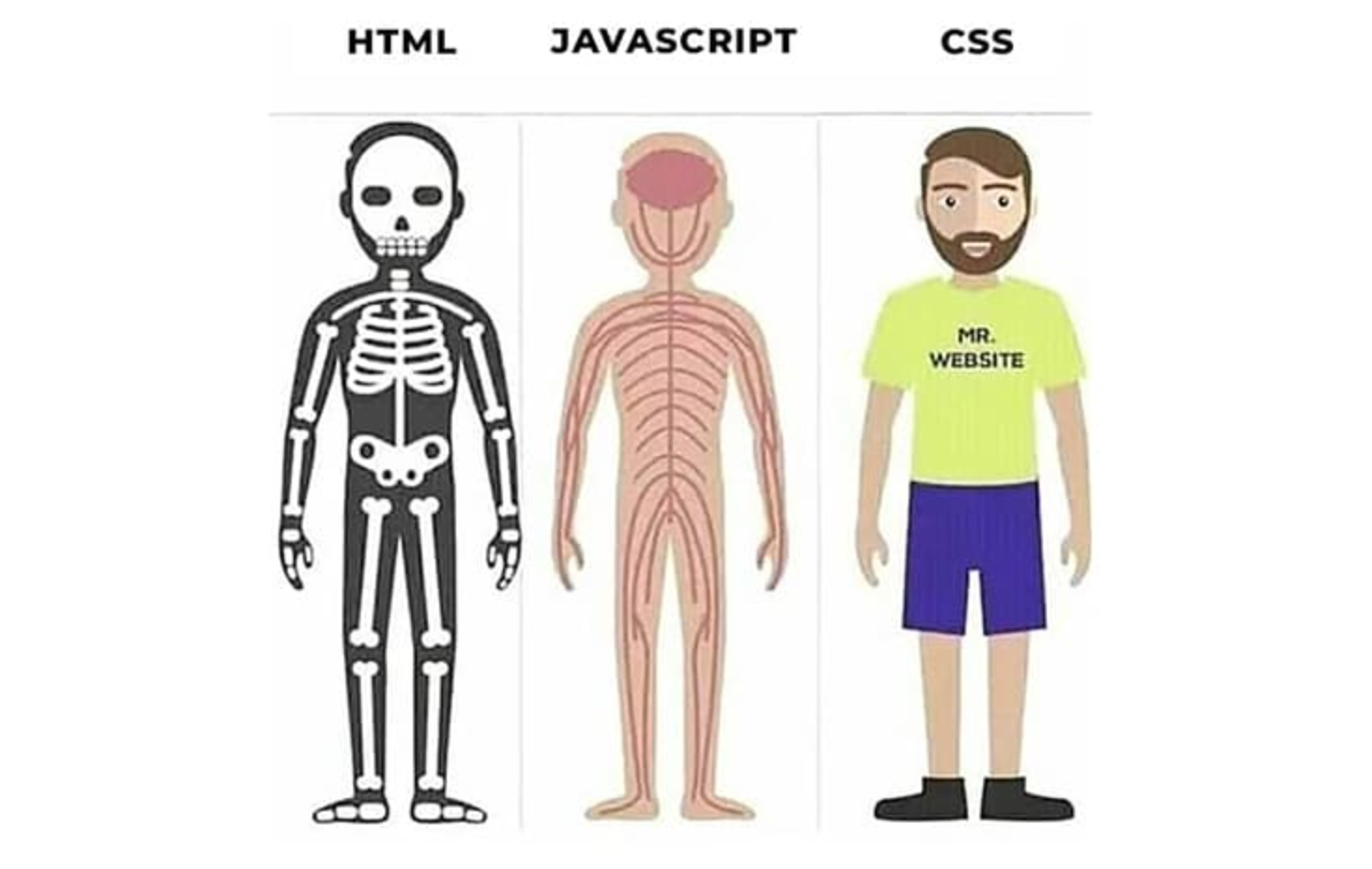 HTML là gì? Các tag thông dụng của HTML dành cho lập trình viên
